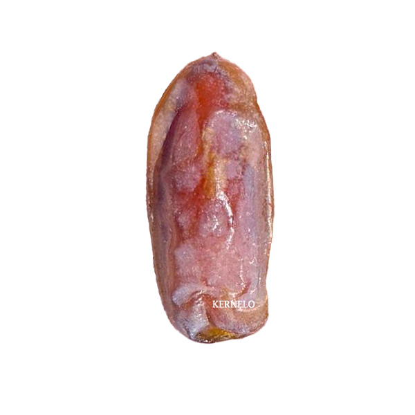 Shahani dates supplier